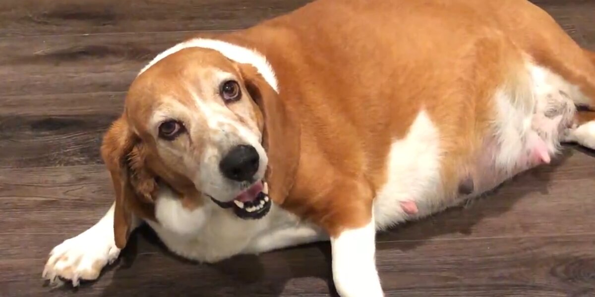 Woman Fosters A Very Pregnant Basset Hound Videos The Dodo