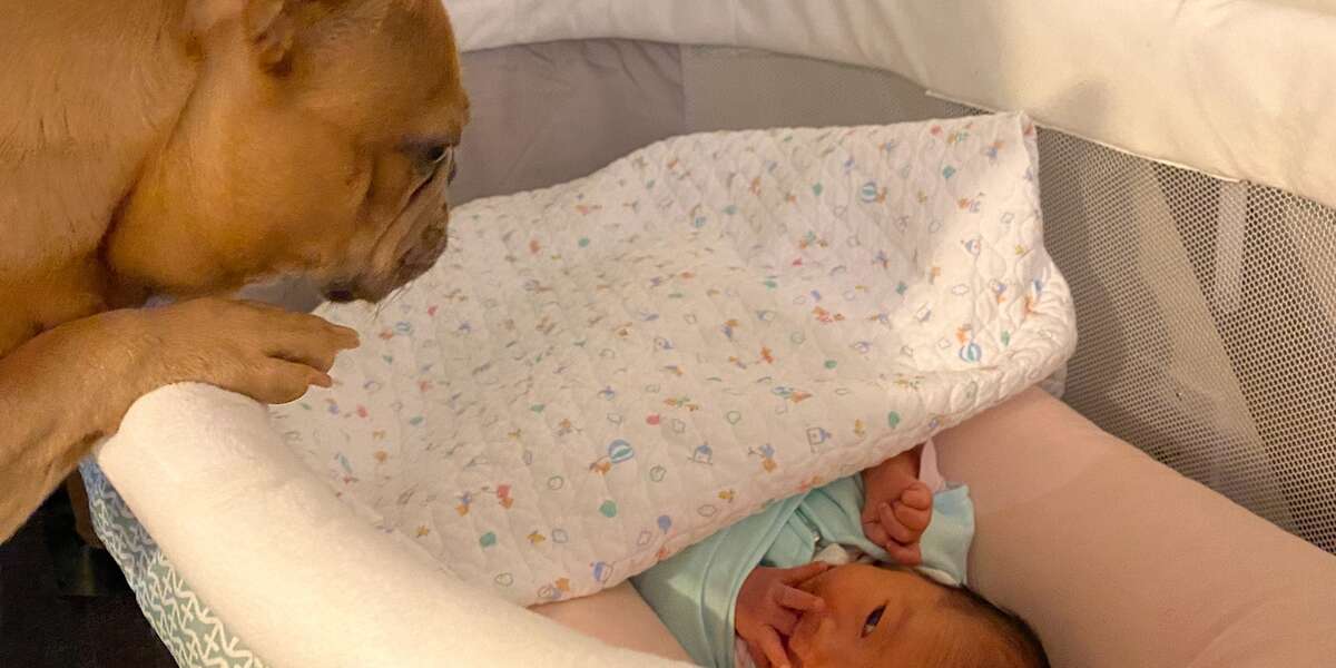 Dog Can’t Wait To Meet The New Baby - Videos - The Dodo