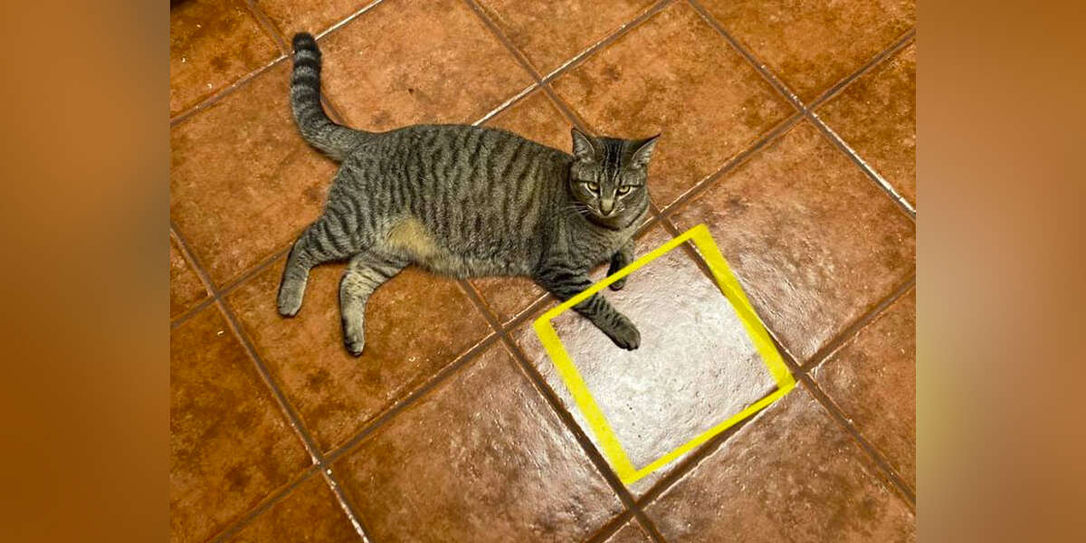 Cat Checks 'Magic Tile' Every Day After Finding Some Food There - The Dodo