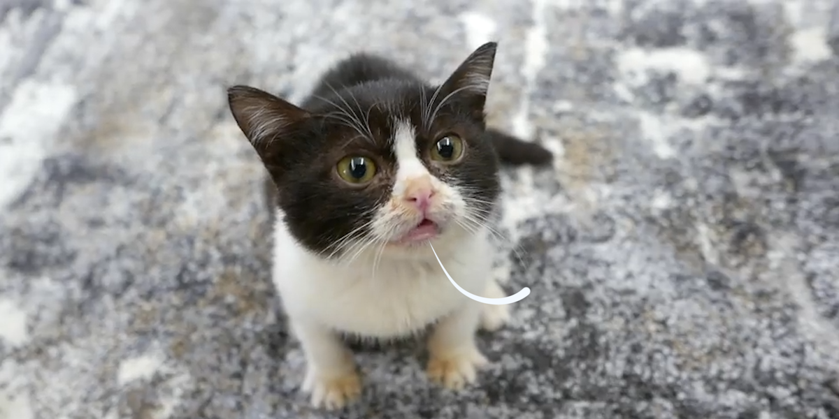 Tiny Cat Has Different Meows To Let His Mom Know What He Wants - Videos ...