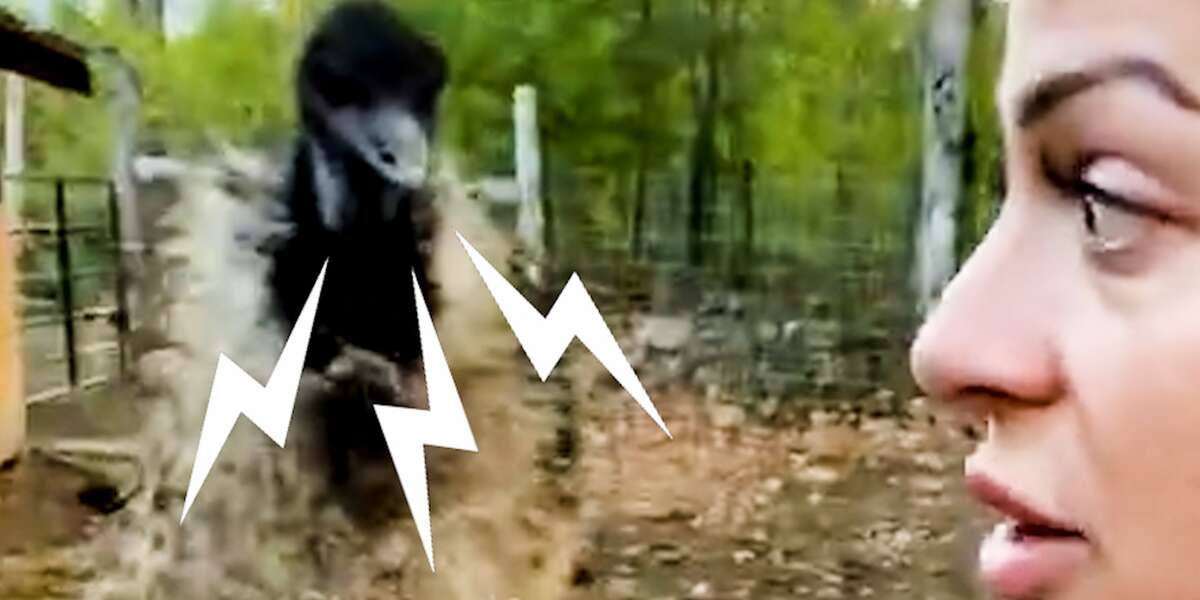 Hissing Emu Learns To Cuddle In Her Mom’s Shirt - Videos - The Dodo