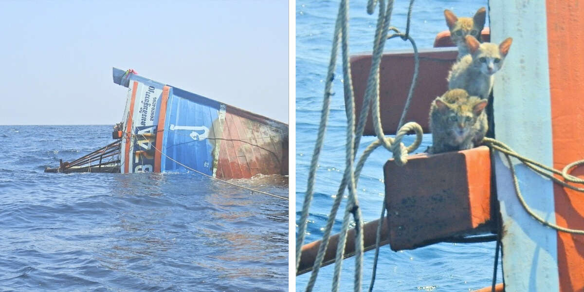 Cats Stranded At Sea Rescued From Sinking Ship Just In Time - The Dodo