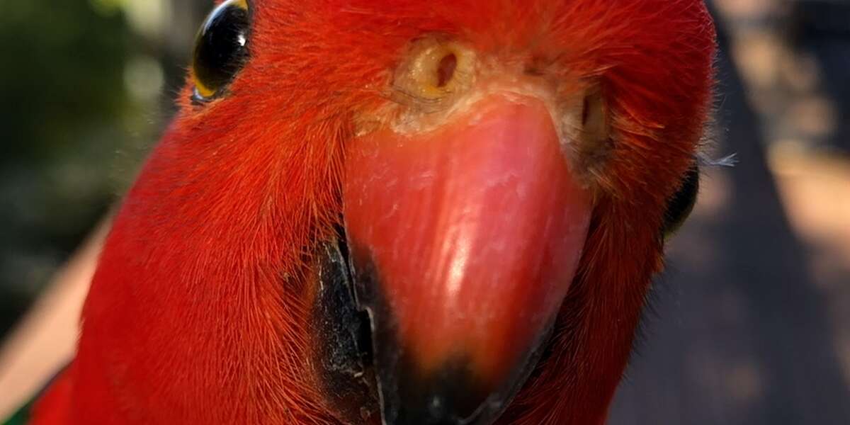 Bright Red Parrot Brings Girlfriend Over To Meet The Woman He Visits ...