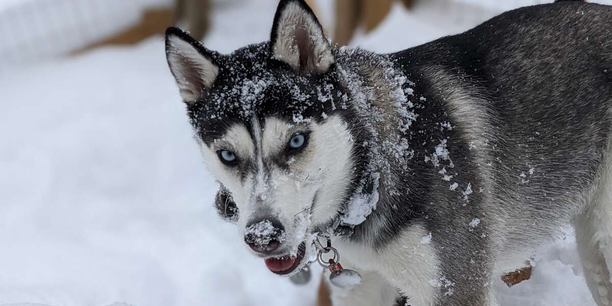 Watch This 10-Pound Adult Husky Get So Strong And Happy - Videos - The Dodo