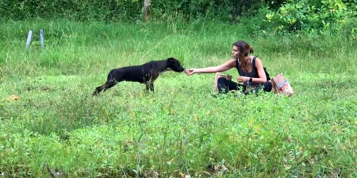It Took Months To Catch This Stray Dog - Videos - The Dodo