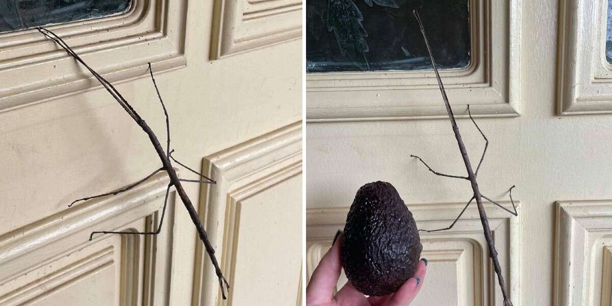 Woman Finds A Giant Stick Insect Hanging Out On Her Front Door - The Dodo