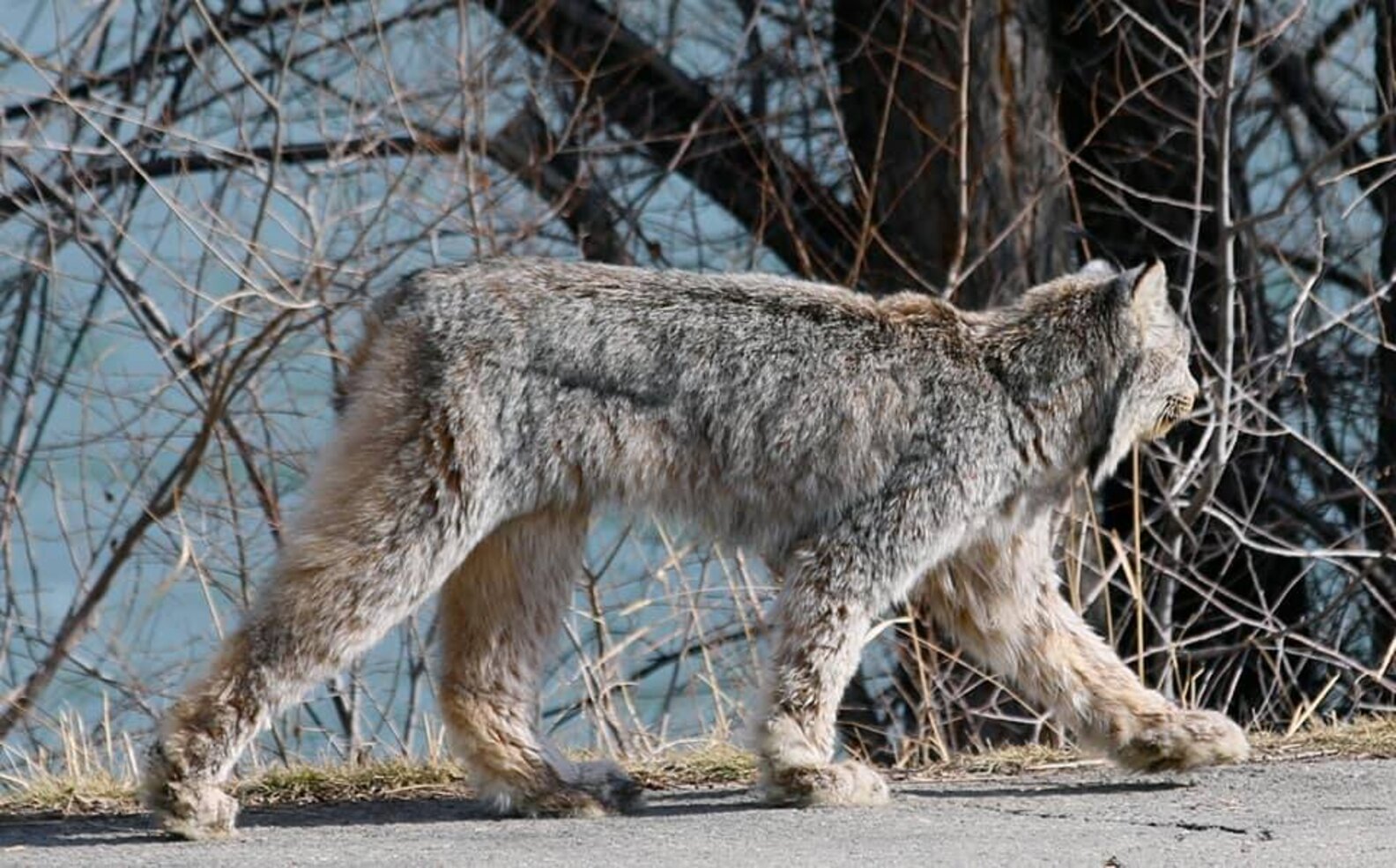 Gorgeous Wild Cat Turns Heads As She Casually Struts Down Street - The Dodo