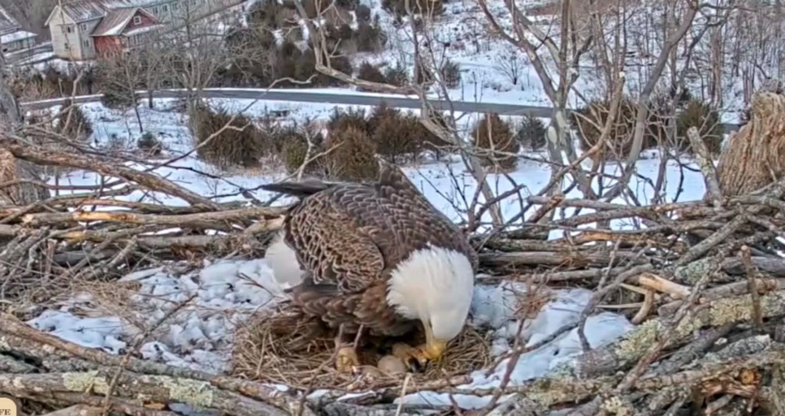 Bald Eagle Mom Sits On Her Eggs As She Gets Covered In Snow - The Dodo