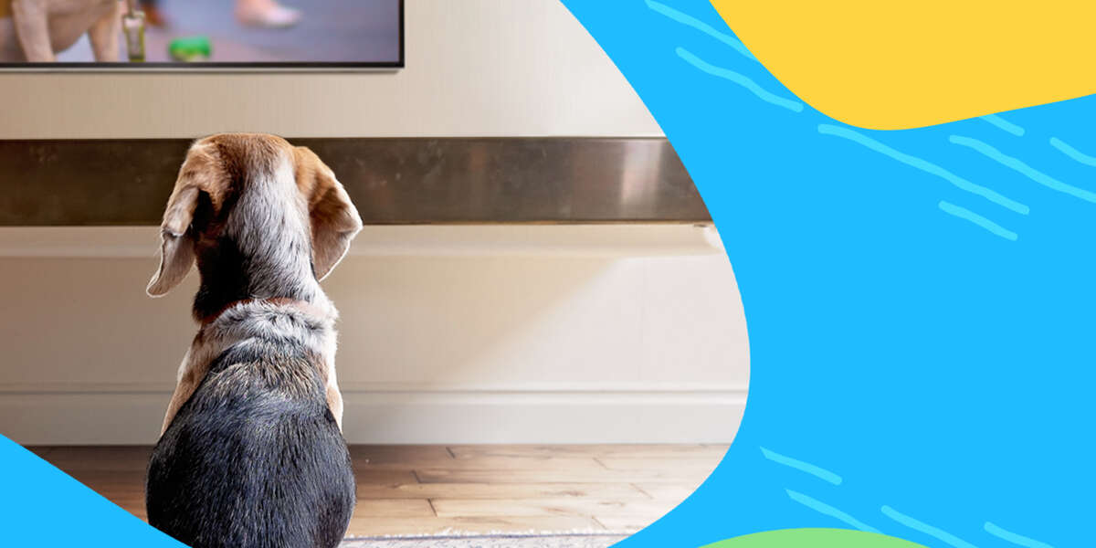 The Science Behind TV For Dogs - The Dodo