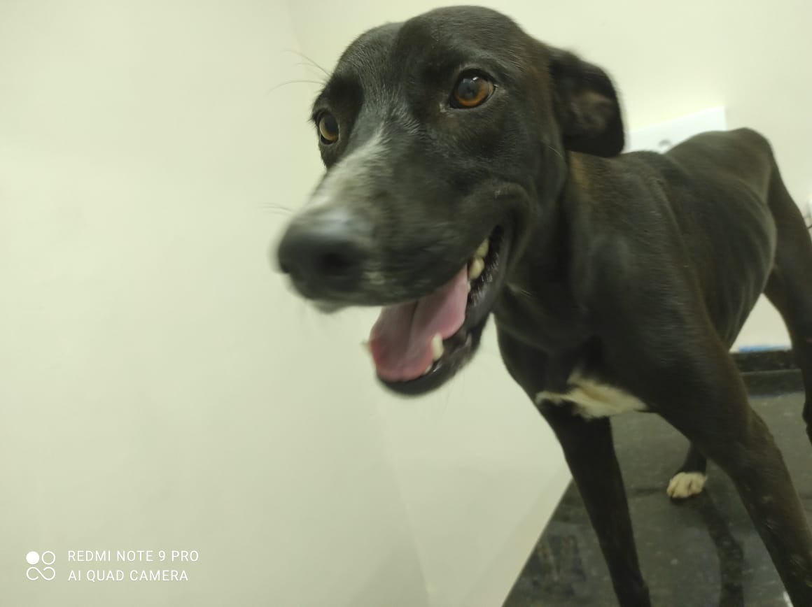 Injured Stray Dog Wanders Into Vet Clinic To Ask People For Help - The Dodo