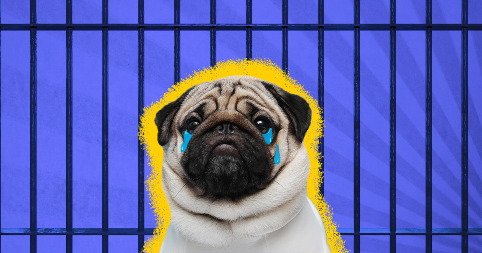 What To Consider Before Returning An Adopted Dog - DodoWell - The Dodo