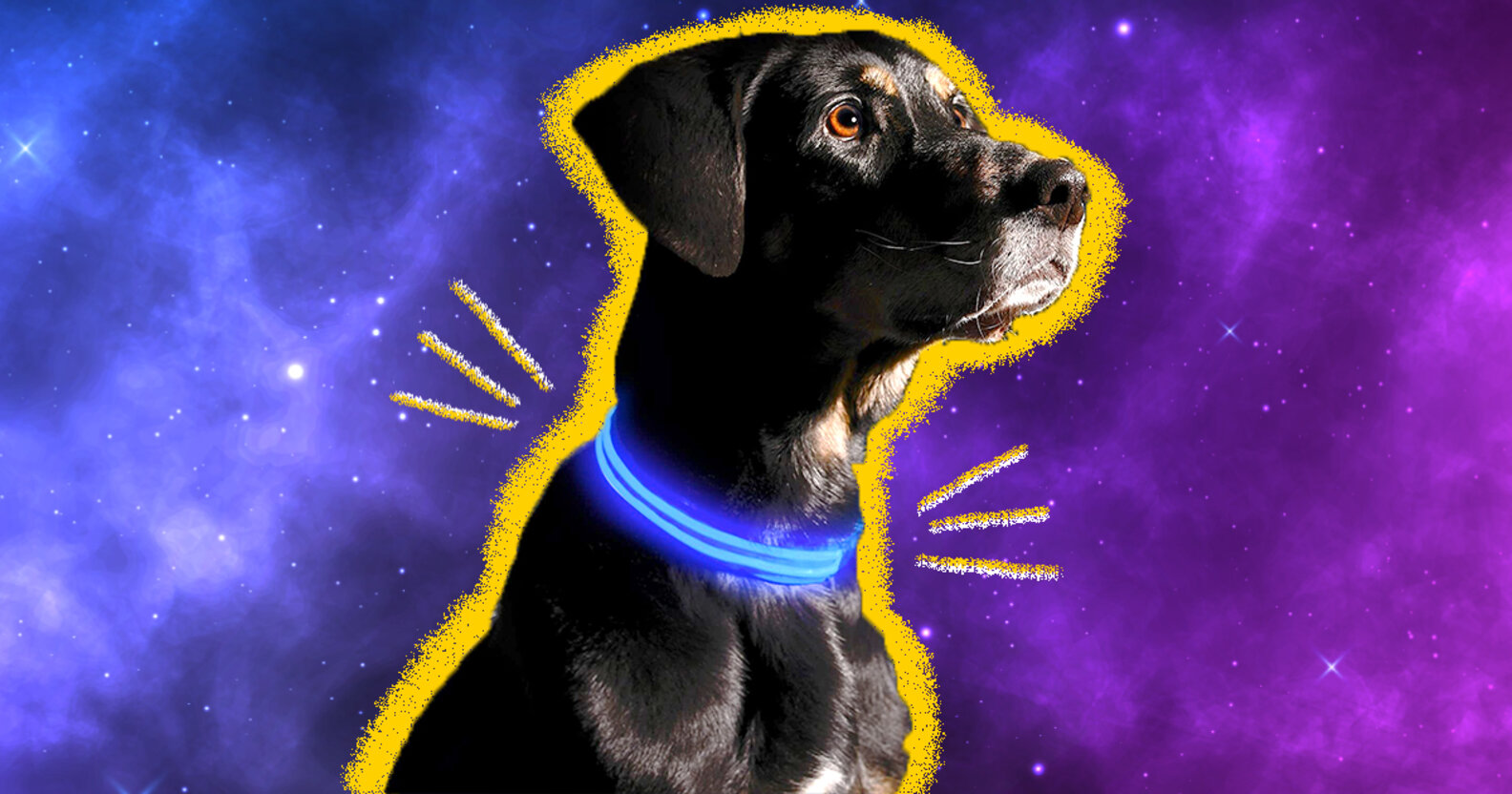 Light-Up Dog Collars Make Night Walks So Much Fun! - DodoWell - The Dodo