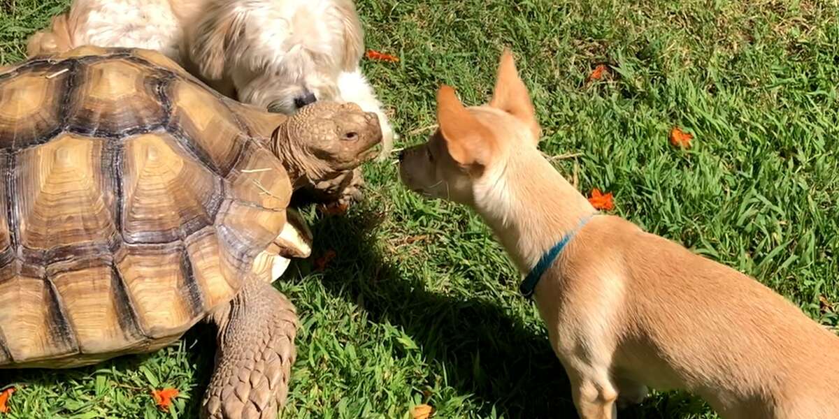 Woman Brings A New Puppy Home To Her Tortoise - Videos - The Dodo