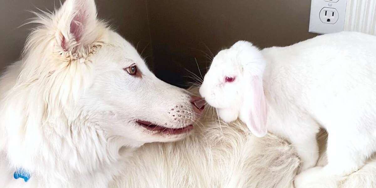 Dog Can't Stop Smiling When He Gets A Bunny Sister - Videos - The Dodo