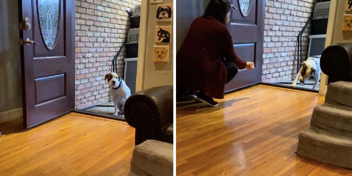 Stray Dog Tries To Work Up The Courage To Enter His New Home - The Dodo