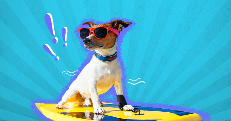 11 Fun Things to Do With Your Dog - DodoWell - The Dodo