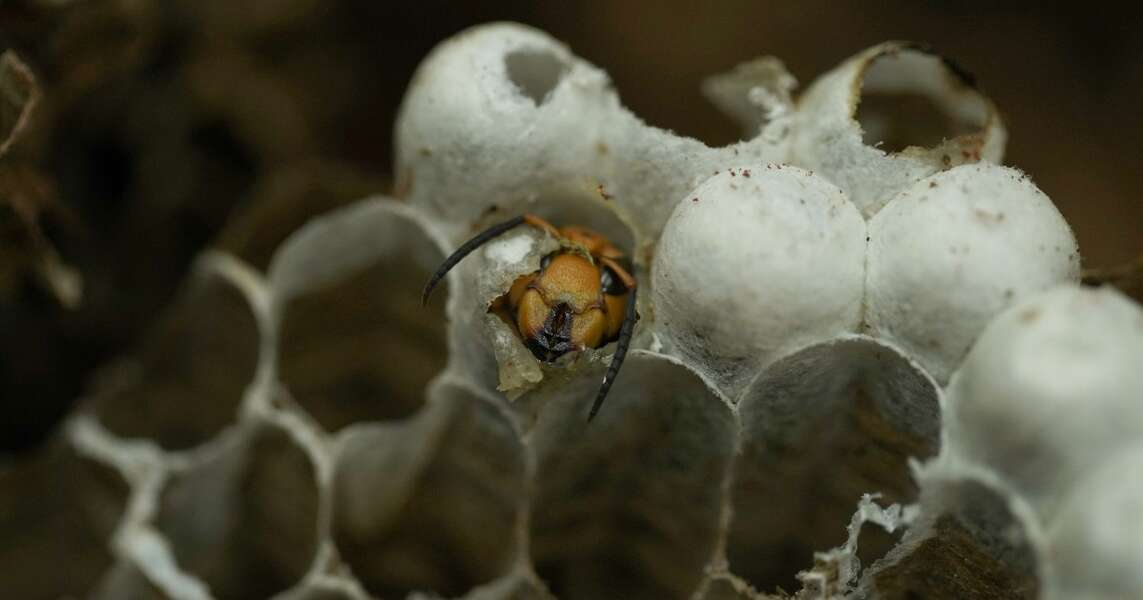 'Attack of the Murder Hornets' Is About More Than Those Scary Bugs ...