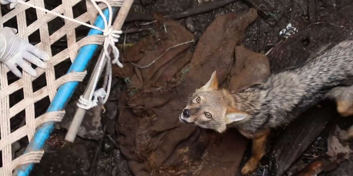 Wild Fox Waits For Rescuers To Pull Him Out Of A Well - Videos - The Dodo