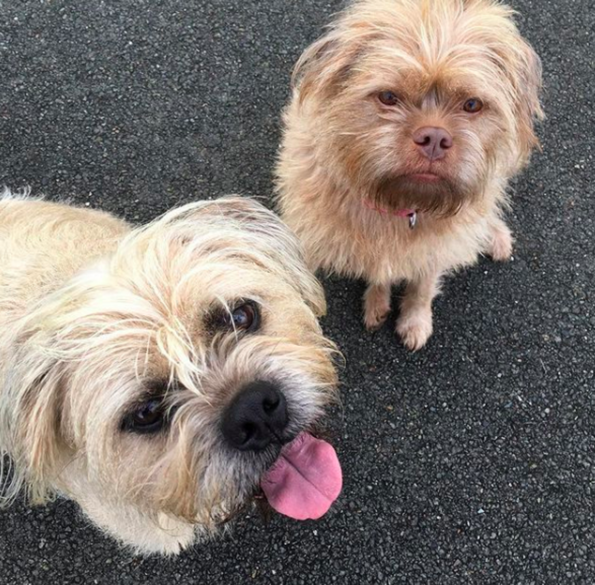 People Think This Dog Looks Like A Human And Can't Get Over It - The Dodo