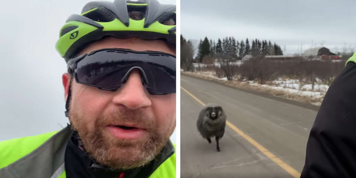 Guy Out For A Bike Ride Suddenly Realizes He's Being Chased - The Dodo
