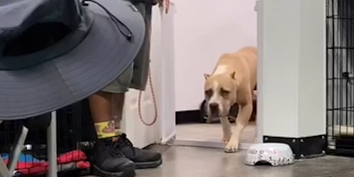 Pittie Scared Of A Cardboard Box Is The Happiest Family Dog Now ...