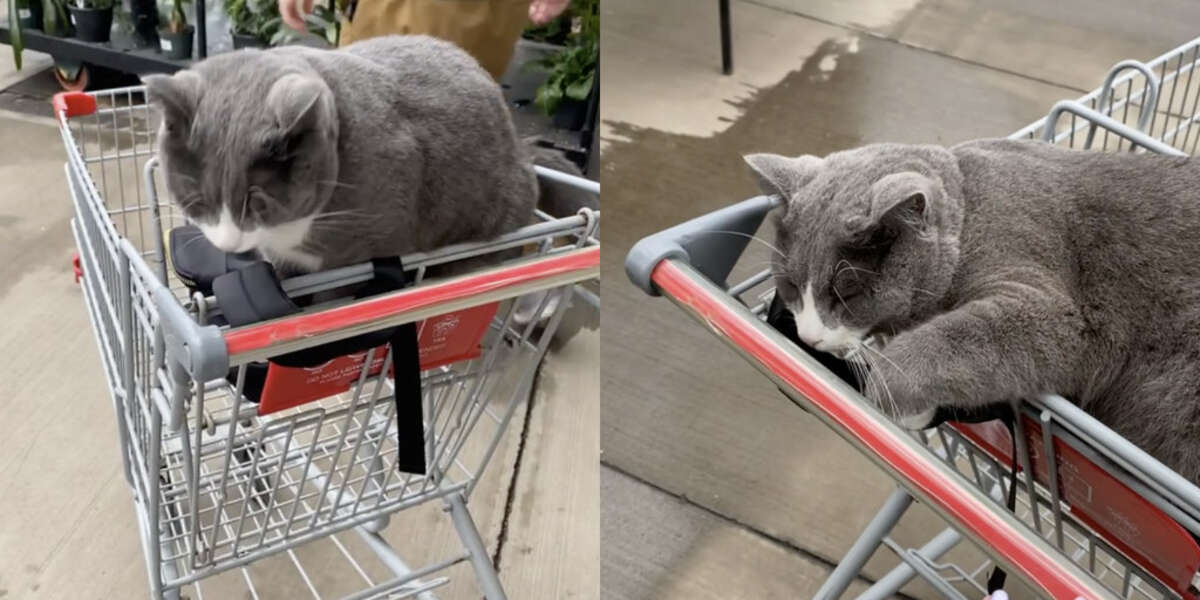 Cat Jumps Into Woman's Cart While She's Shopping - The Dodo