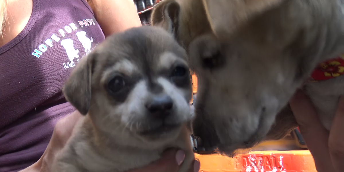 Mama Dog Leads Rescuers To Her Puppies - Videos - The Dodo Mama Dog Leads Rescuers To Her Puppies - Videos - The Dodo