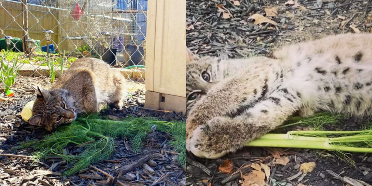 Rescued Bobcat Loves Cuddling With Vegetables - The Dodo