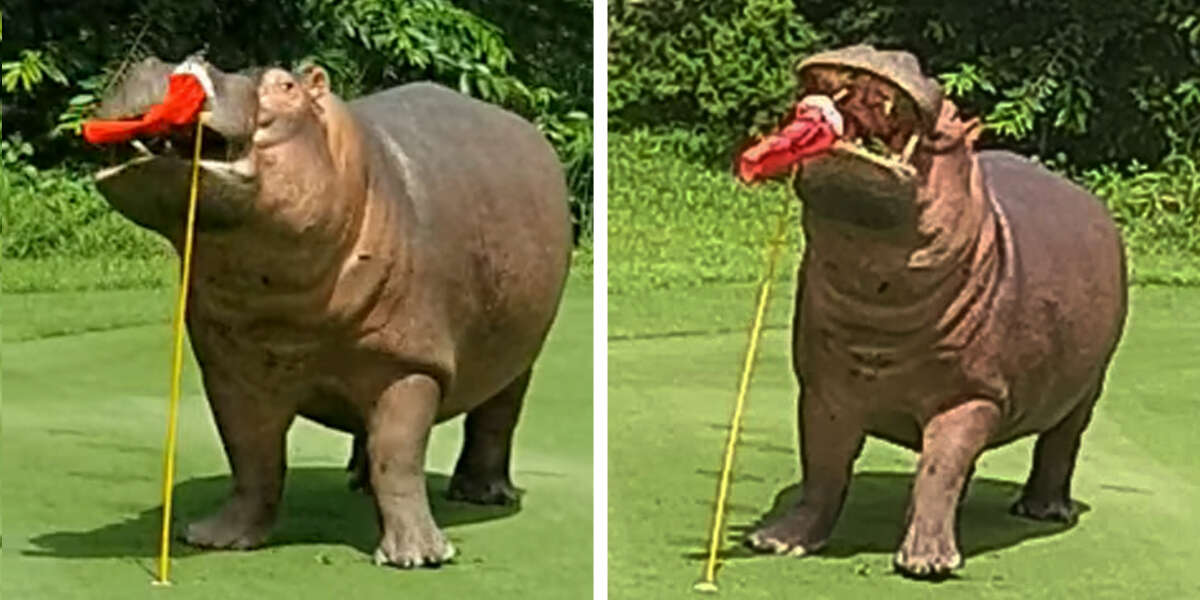 Hippo Decides To Join In On People's Round Of Golf - The Dodo