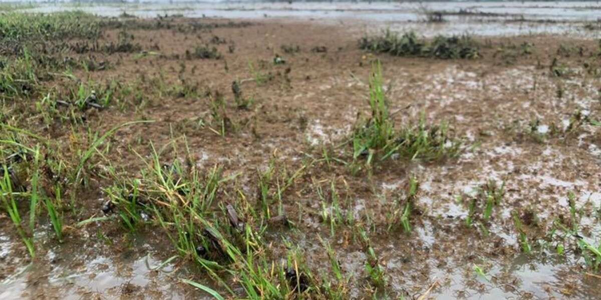 Australian Man Sees Thousands Of Spiders Running At Him - The Dodo