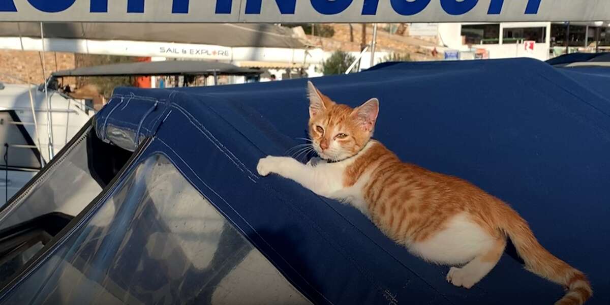 Cat Shows Up At Marina To Choose His New Family - Videos - The Dodo