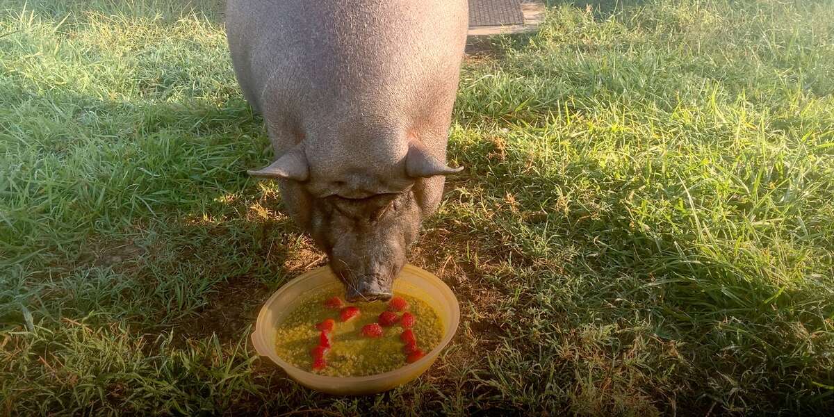 Obese Rescue Pig Finds The Perfect Weight Loss Plan - Videos - The Dodo