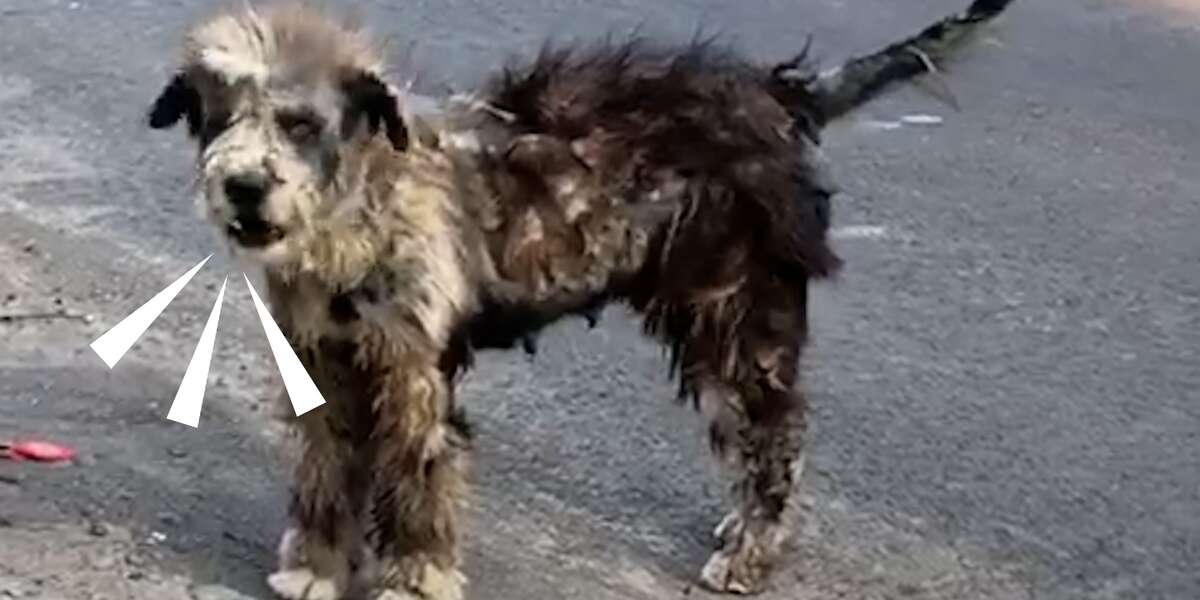 Watch This Street Dog Transform Into The Fluffiest Puppy - Videos - The ...