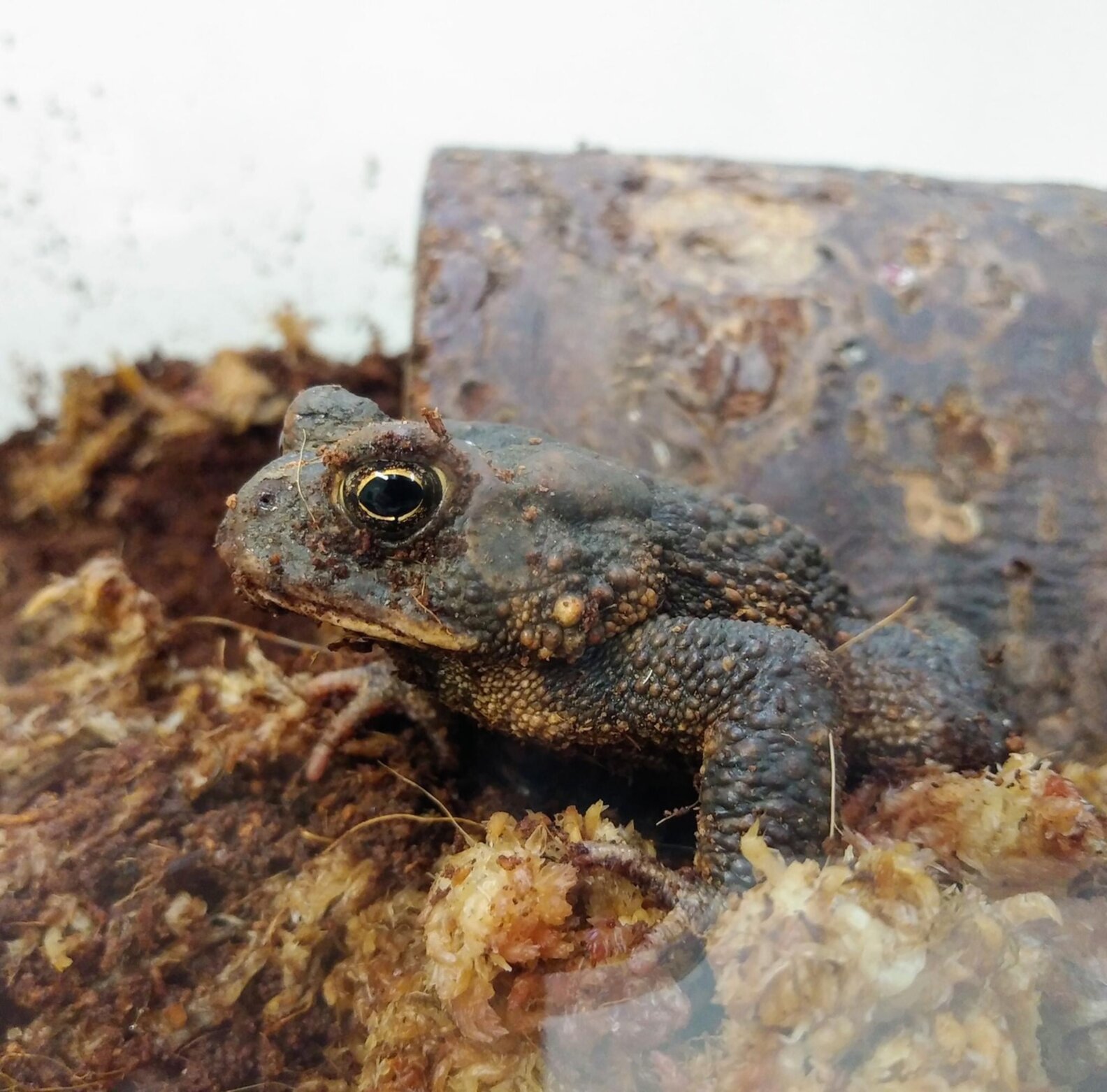 Injured Toad Rescued Using An Extra Mask - The Dodo