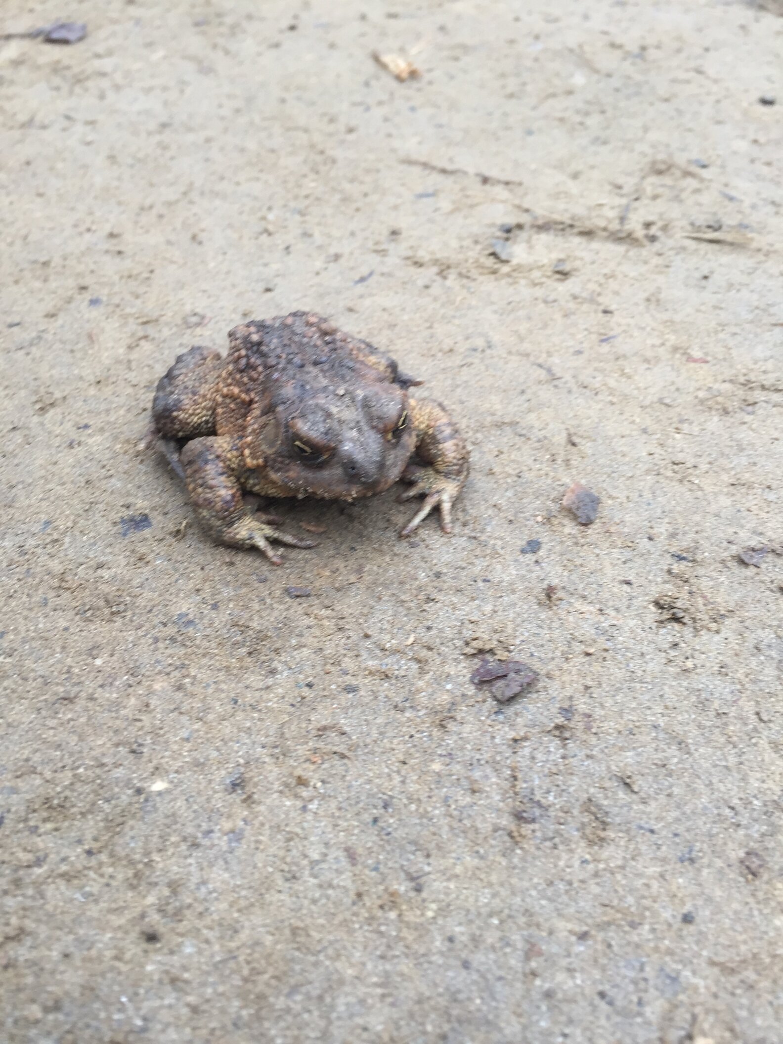 Injured Toad Rescued Using An Extra Mask - The Dodo