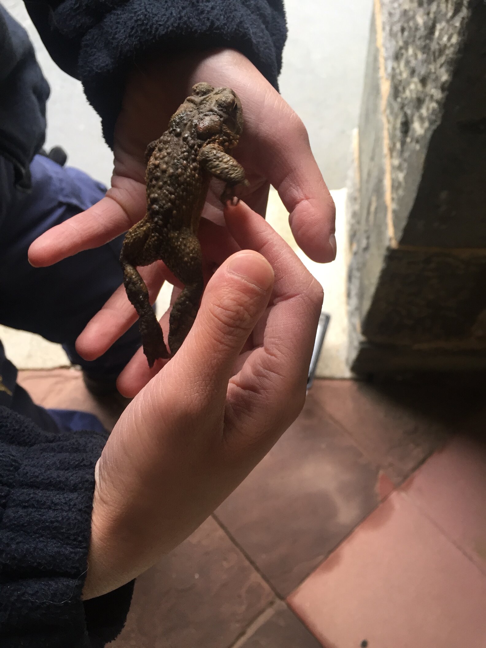 Injured Toad Rescued Using An Extra Mask - The Dodo