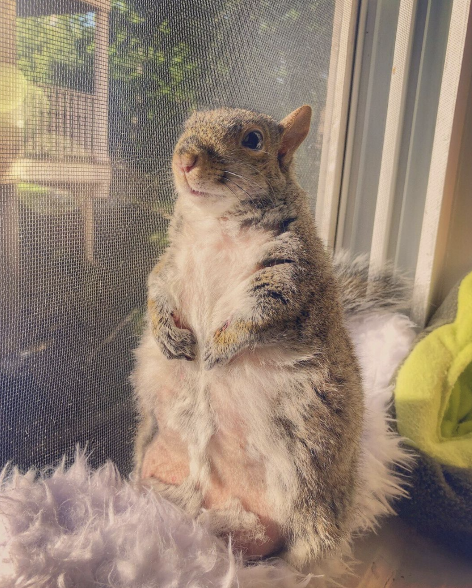 Rescue Squirrel Is So Excited To Open Her Present - The Dodo