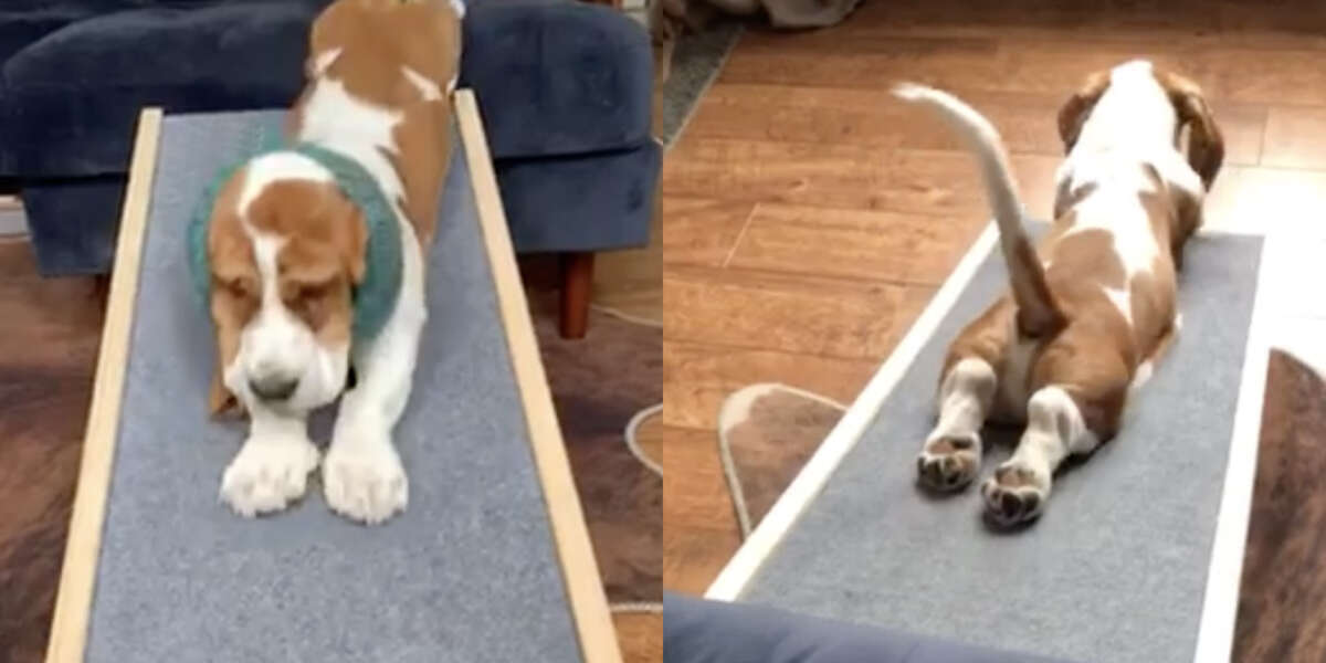 Puppy Uses Ramp As A Slide - The Dodo
