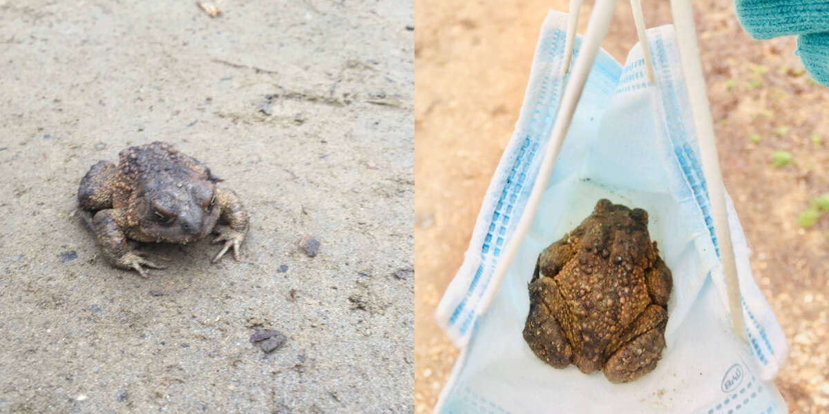Injured Toad Rescued Using An Extra Mask - The Dodo
