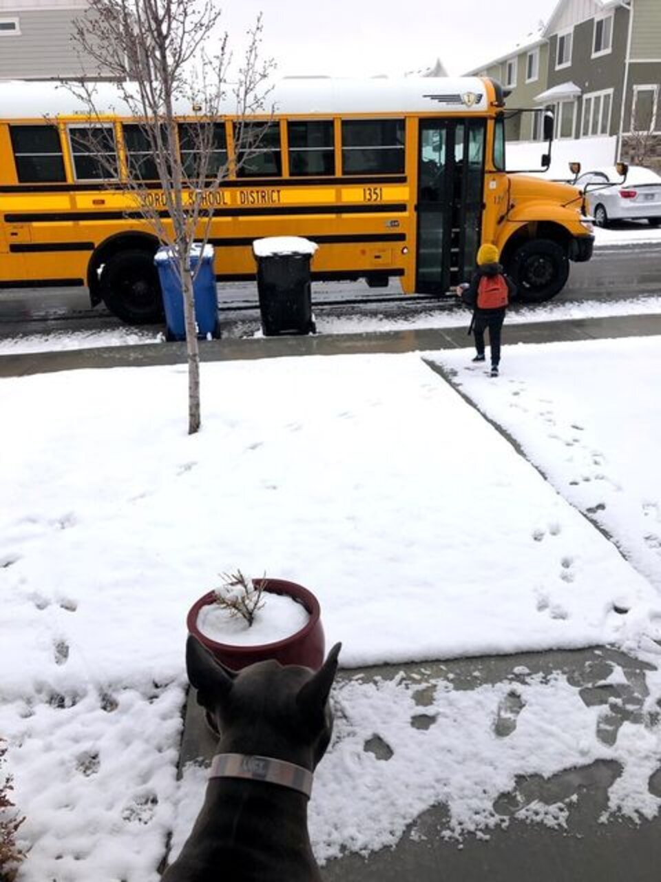 Pit Bull Greets Bus Driver Every Single Day - The Dodo