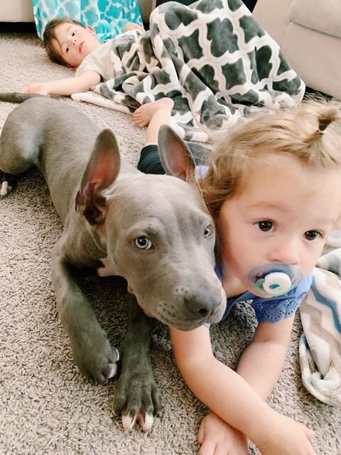 Loving Pitbull Regular Transport Driver Much Appreciated for Bringing ...