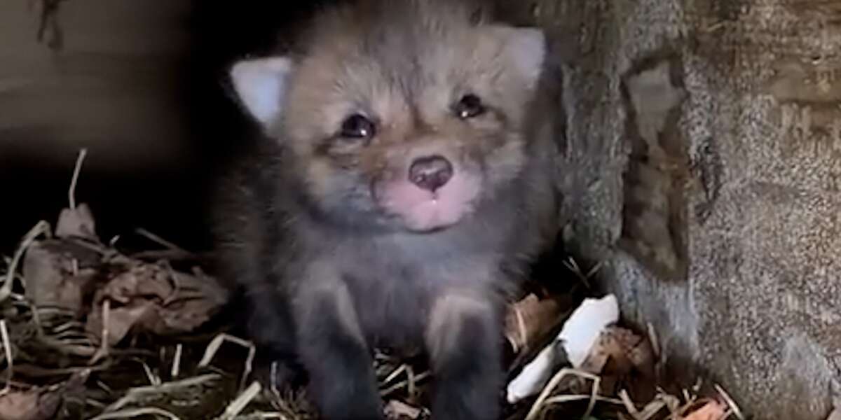 Watch This Mama Fox Reunite With All Her Babies - Videos - The Dodo