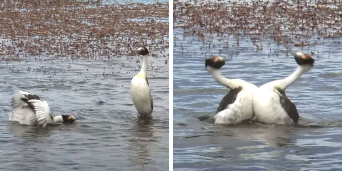 Bird Meets The Love Of Her Life And They Immediately Start Dancing ...