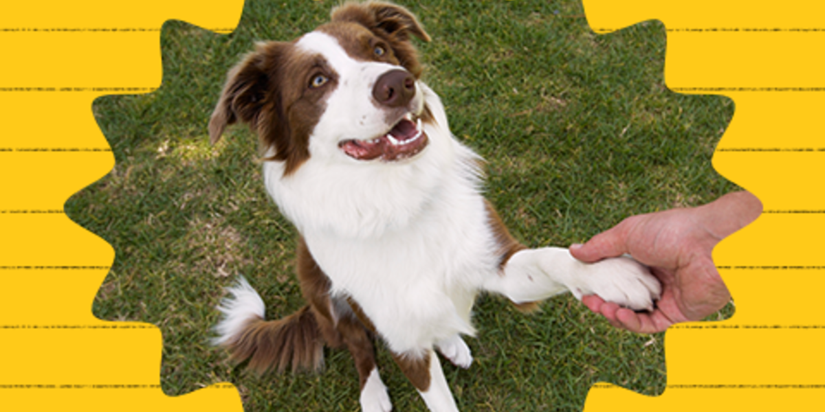 The Ultimate Guide To Loving A Dog - The Dodo