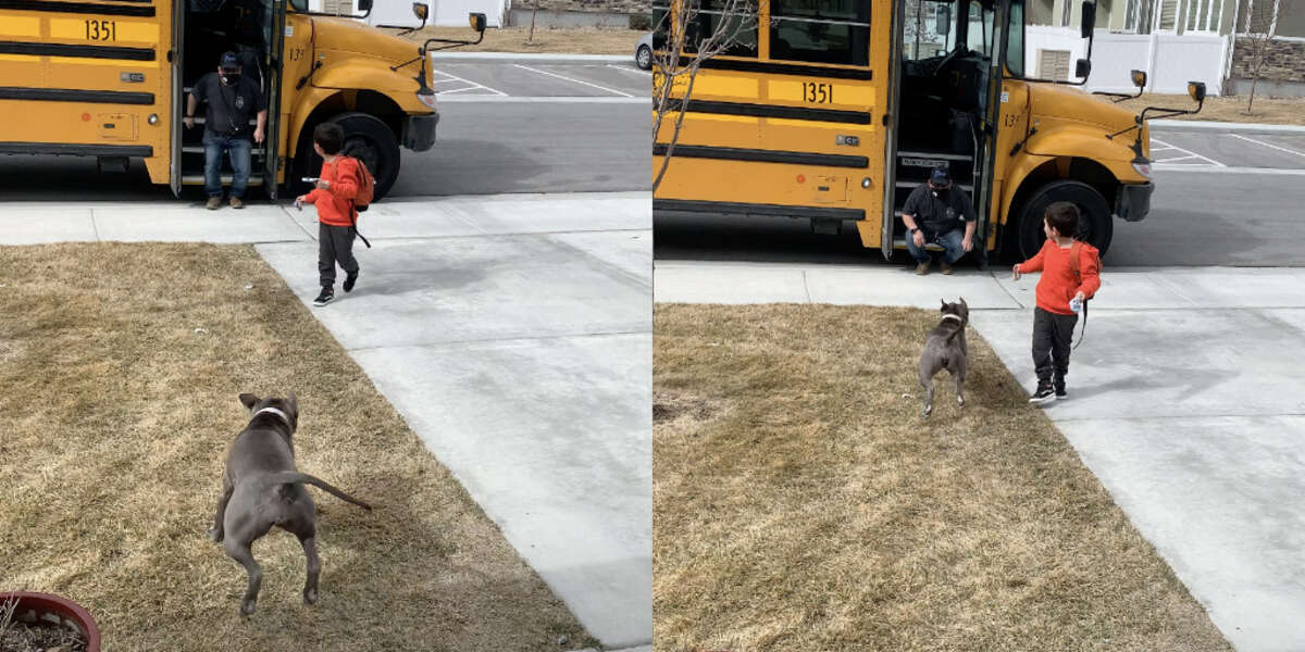 Pit Bull Greets Bus Driver Every Single Day - The Dodo