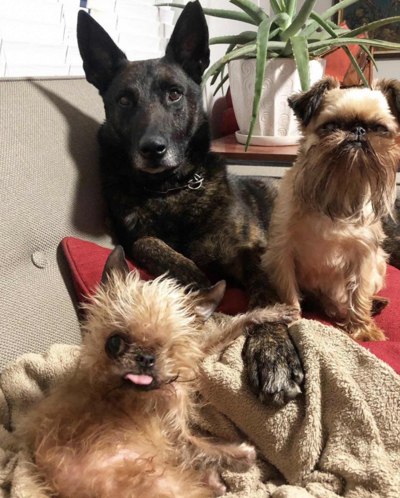 This Little Dog Looks Exactly Like A Fruit Bat - The Dodo