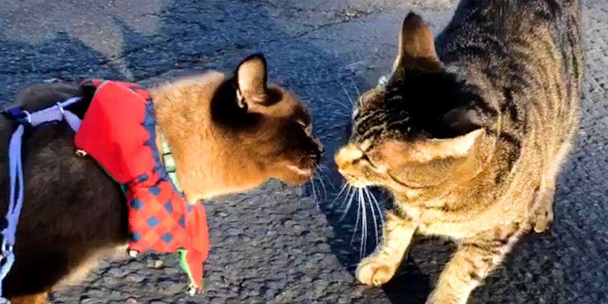Cat Meets Her New Boyfriend On Her Daily Walk - Videos - The Dodo