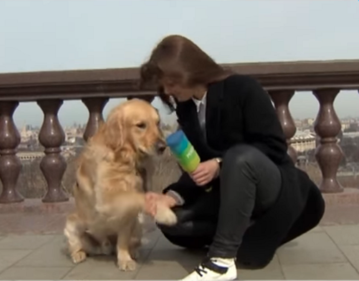 Dog Steals Reporter's Microphone During Live News Broadcast - The Dodo