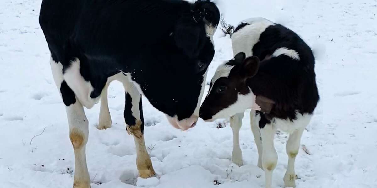 Mama Cow And Her Baby Are Reunited After A Month Apart - Videos - The Dodo