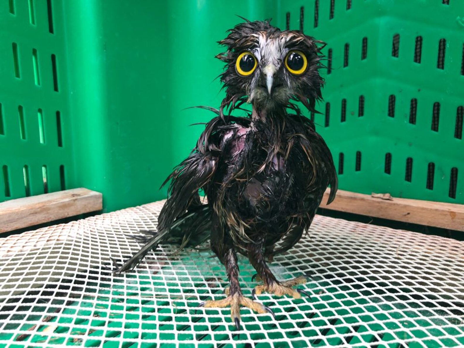 This Little Rescue Owl Needed A Bath, And The Photos Are Adorable - The ...